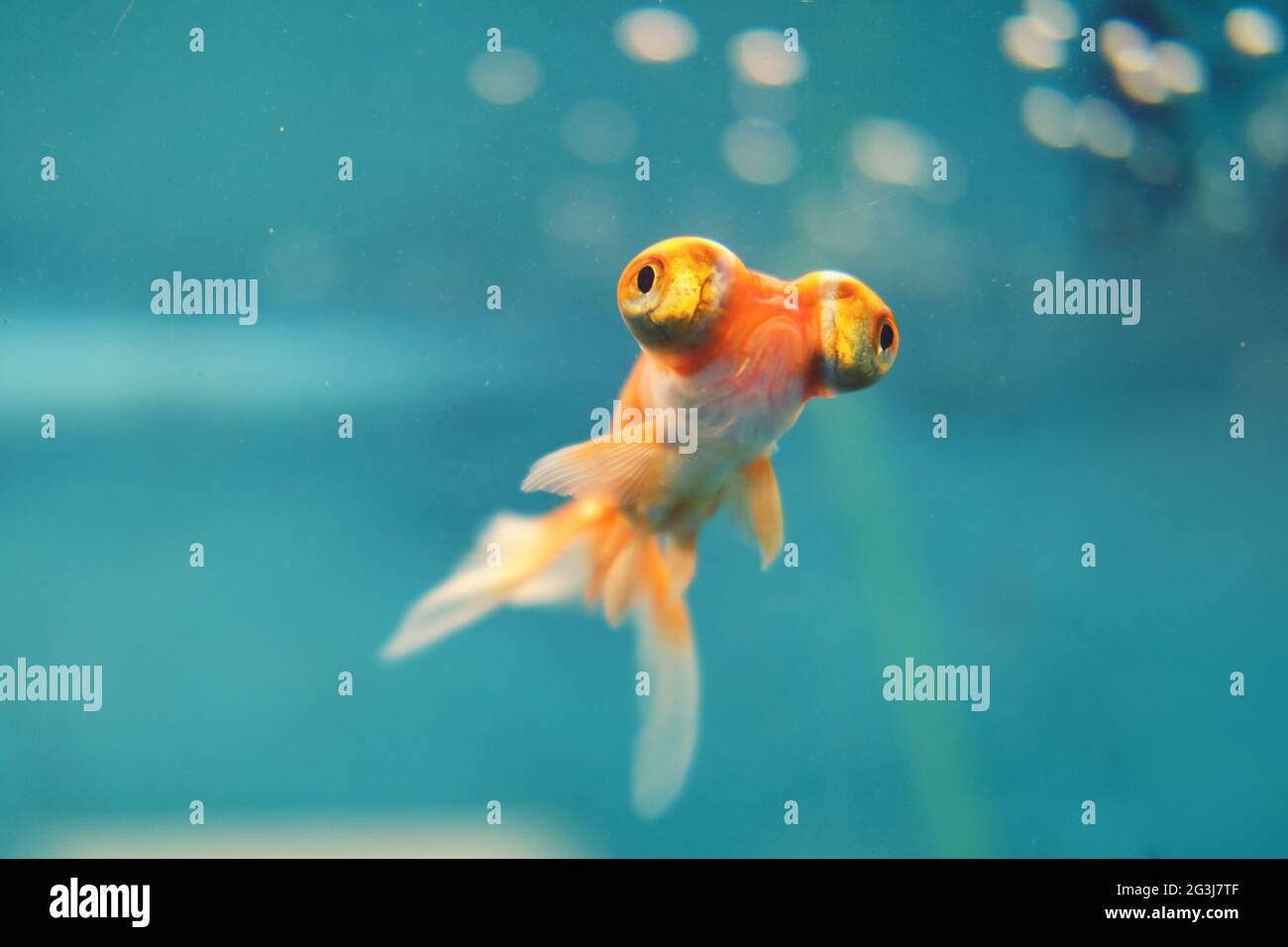 Globe fish bowl hi-res stock photography and images - Alamy