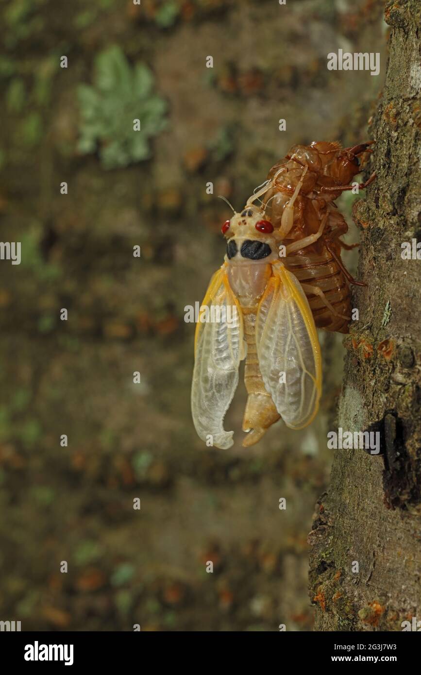 Periodical cicada, Magicicada septendecim, 17-year periodical cicada ...