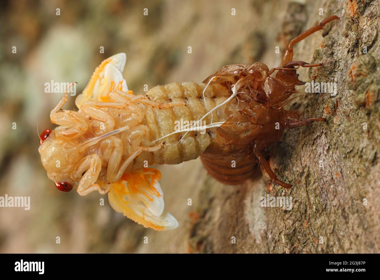 Periodical cicada, Magicicada septendecim, 17-year periodical cicada ...