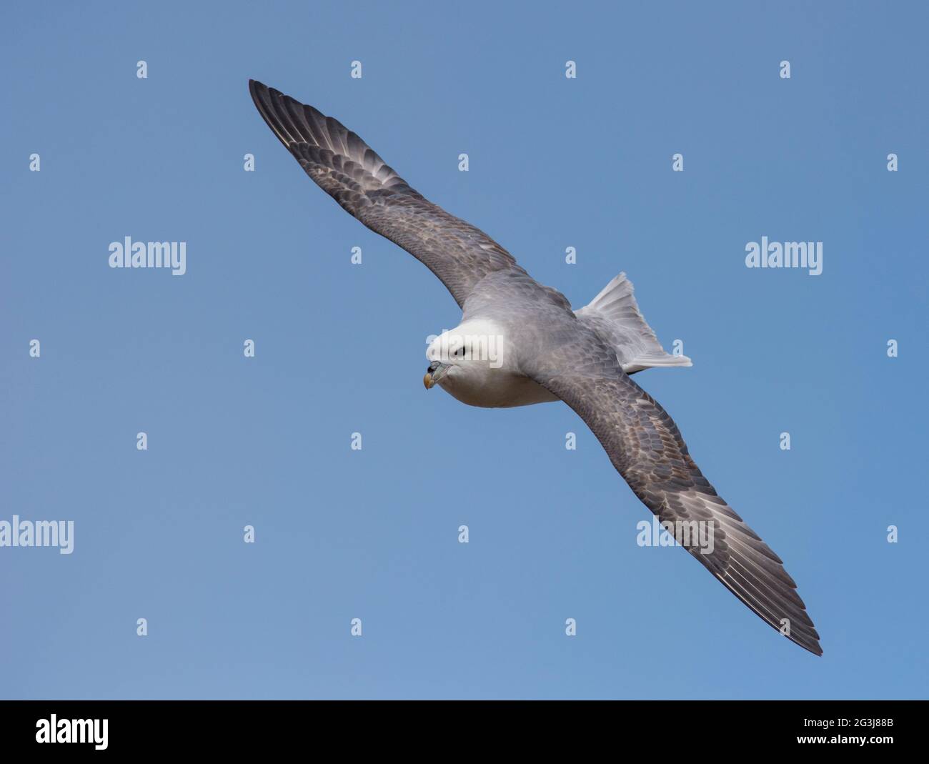 Northern Fulmar (Fulmaris glacialis) in flight with a blue sky Stock ...
