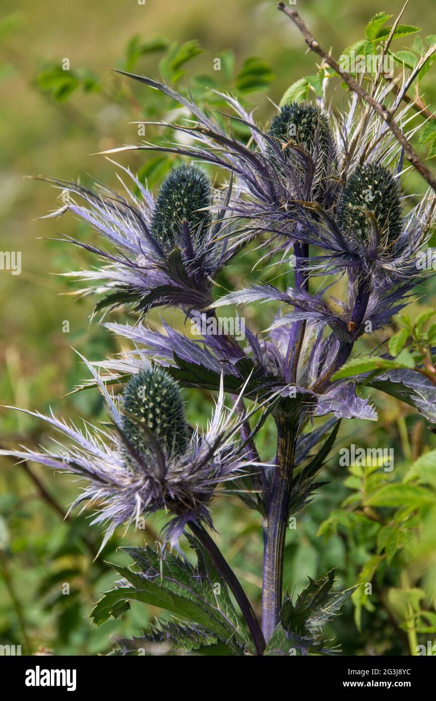 Swiss alps flower Stock Photo - Alamy