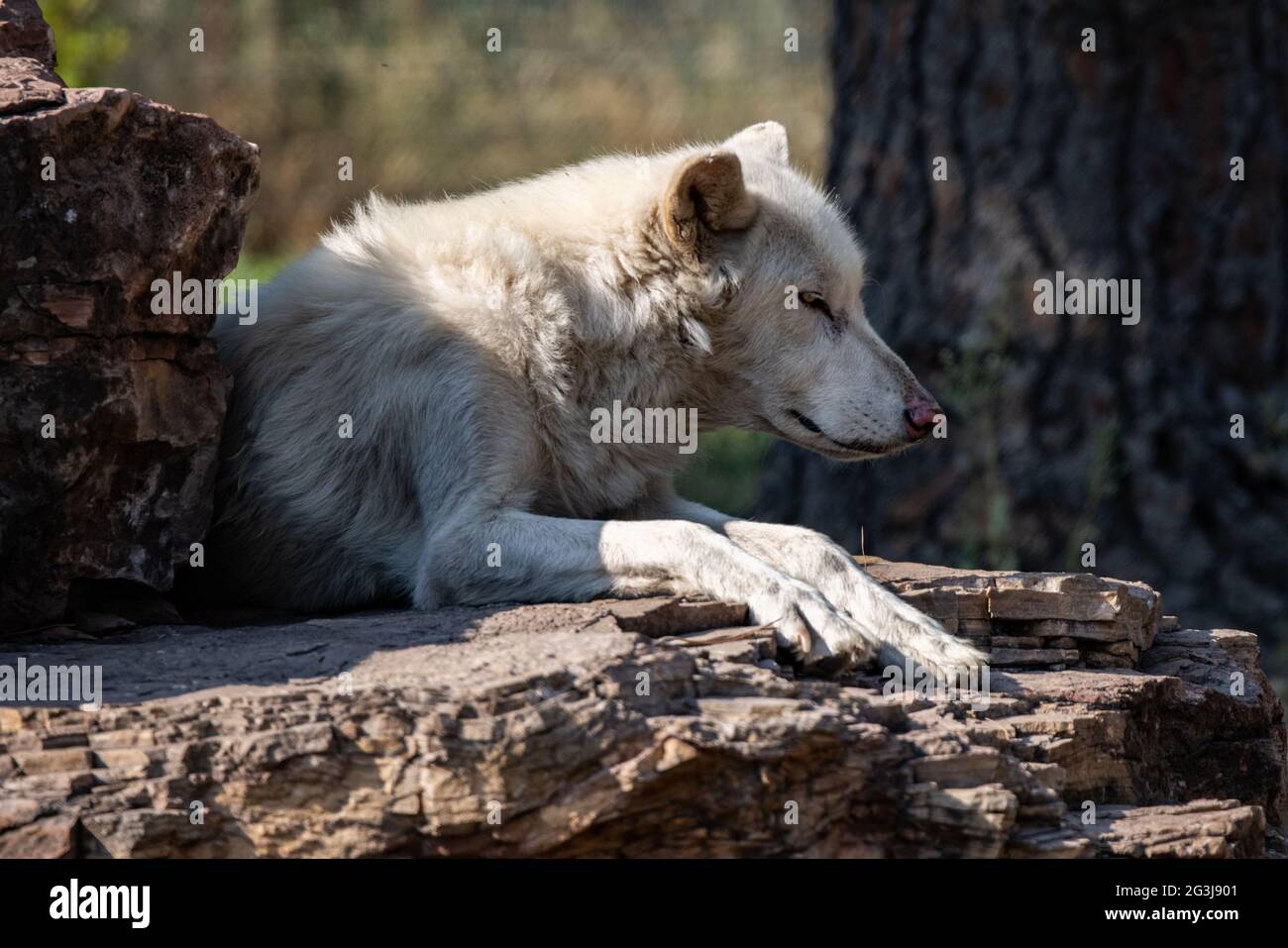 Wolf in South Dakota Stock Photo - Alamy