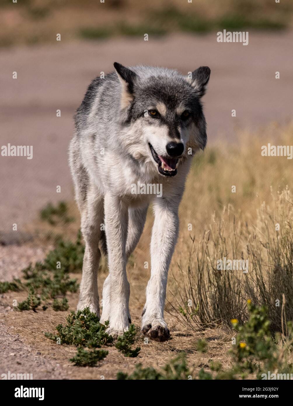 Wolf in South Dakota Stock Photo - Alamy