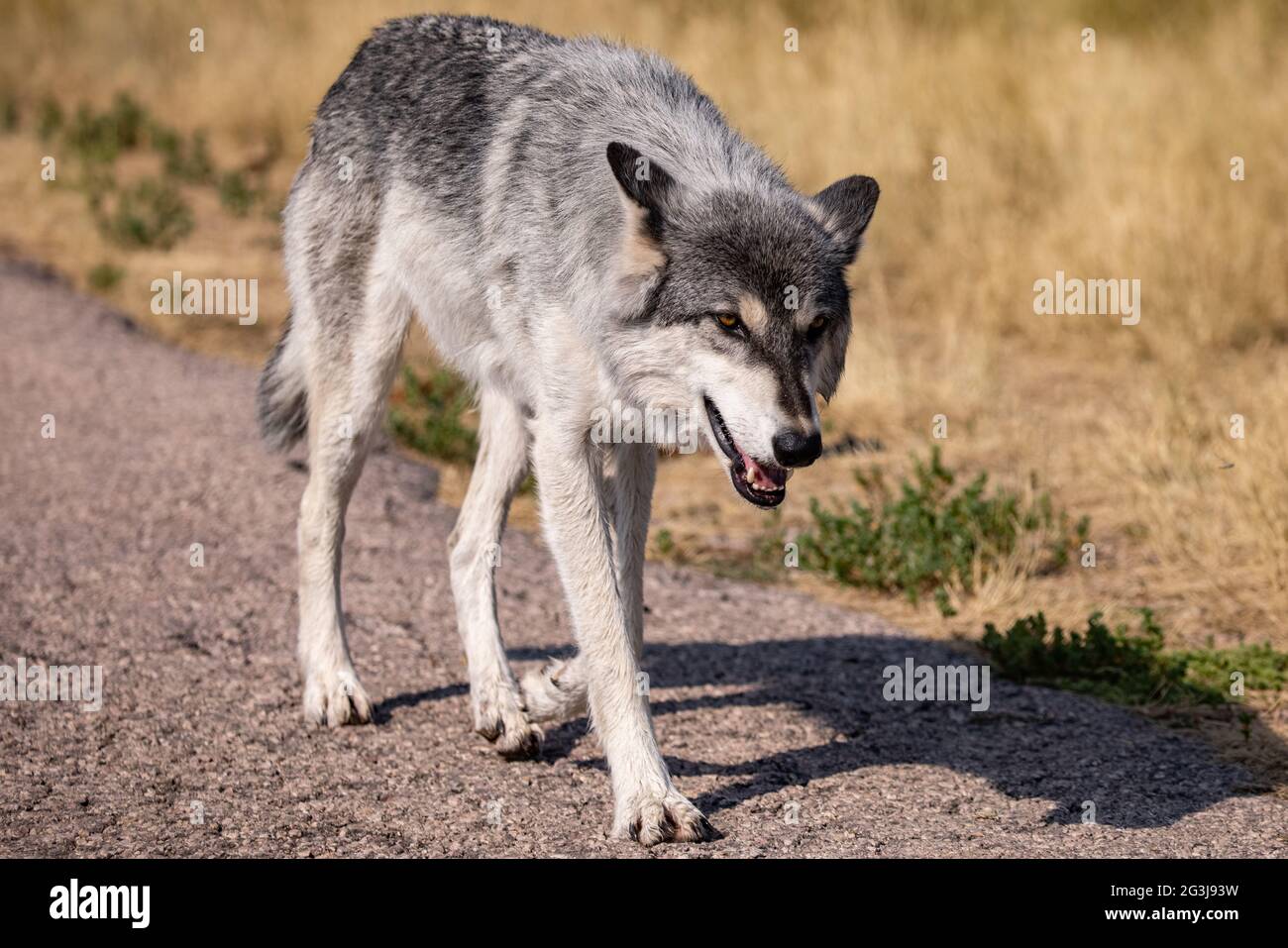 Wolf in South Dakota Stock Photo - Alamy