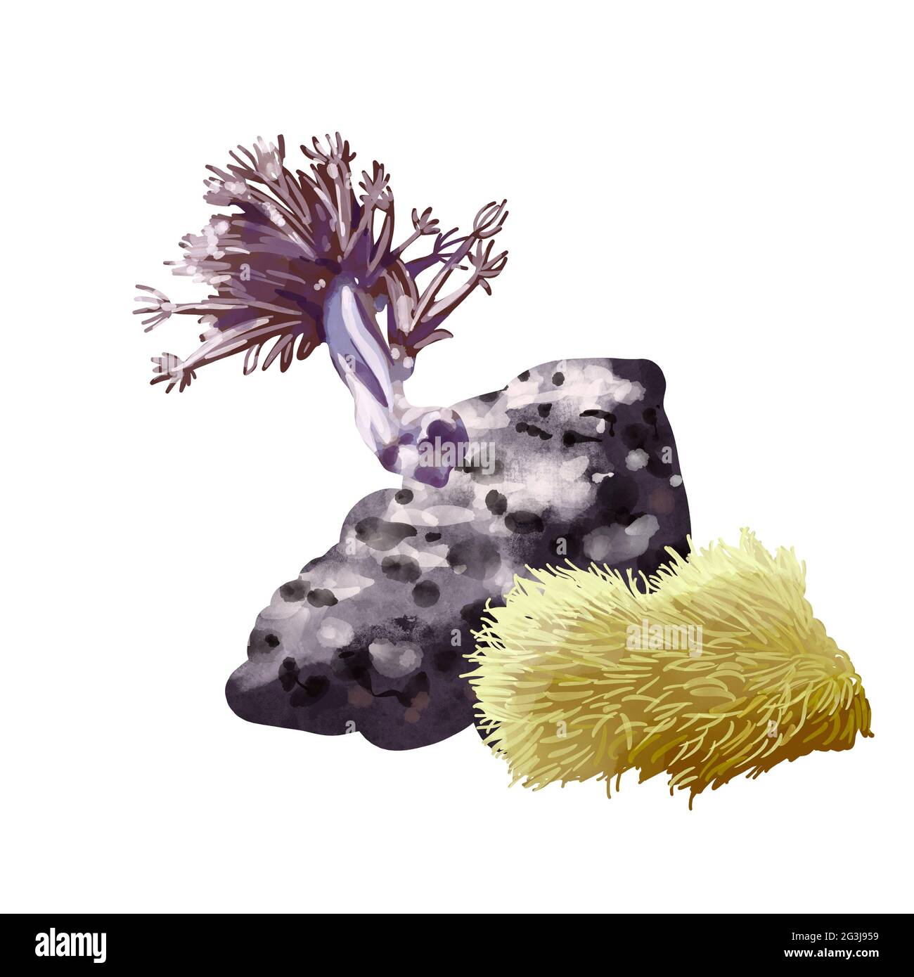 Coral reef. Different color polyps. Hand drawn watercolor illustration ...