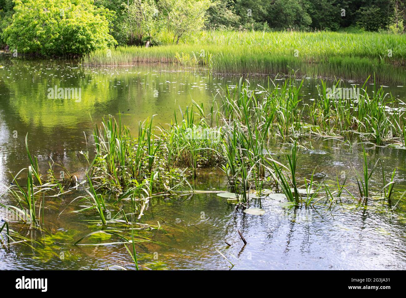 Green reed on the surface of a swamp in the forest Stock Photo - Alamy