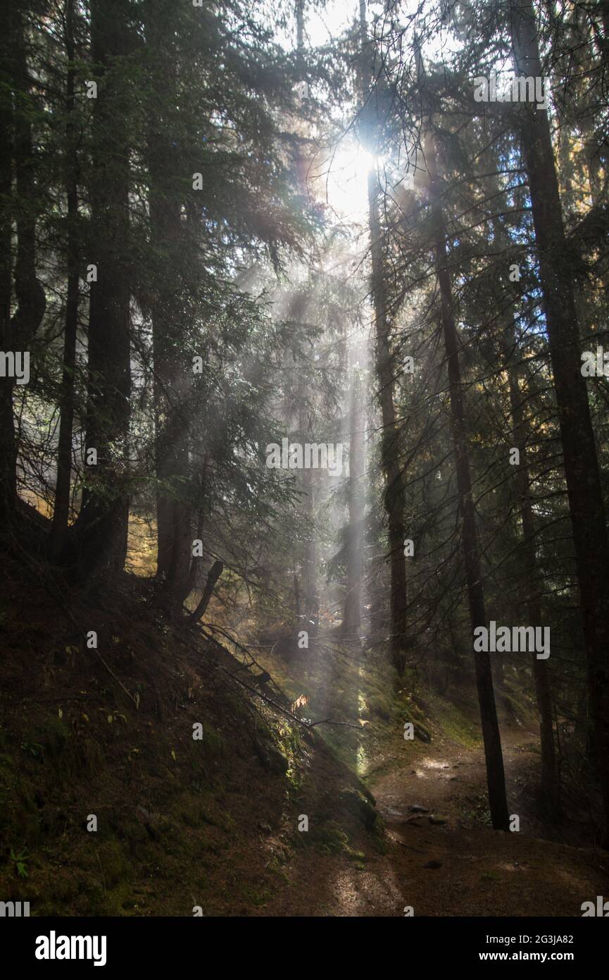 Sunshine through trees hi-res stock photography and images - Alamy