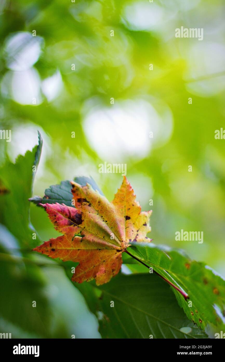 Fallen red alder tree hi-res stock photography and images - Alamy