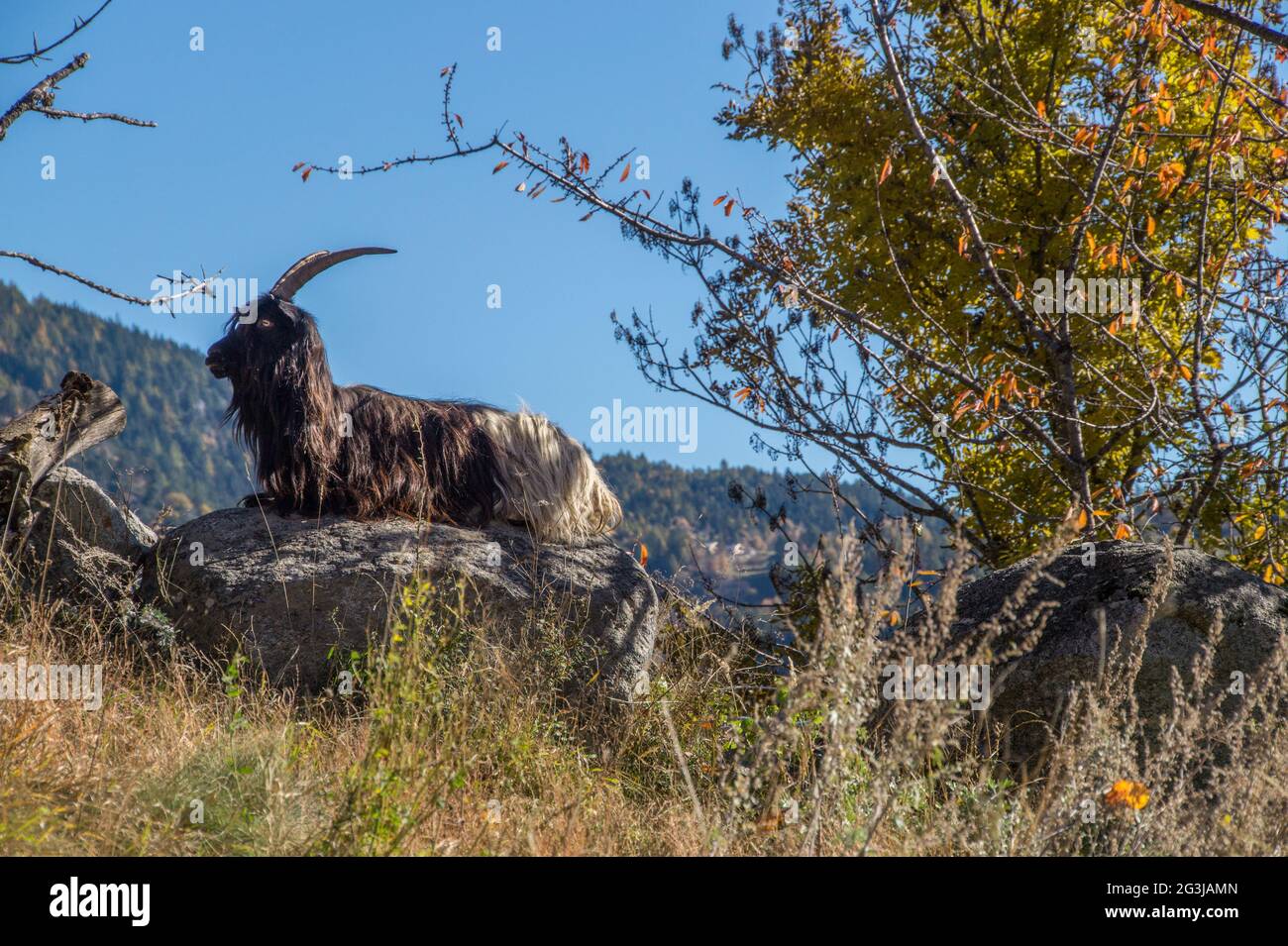Swiss goat hi-res stock photography and images - Alamy
