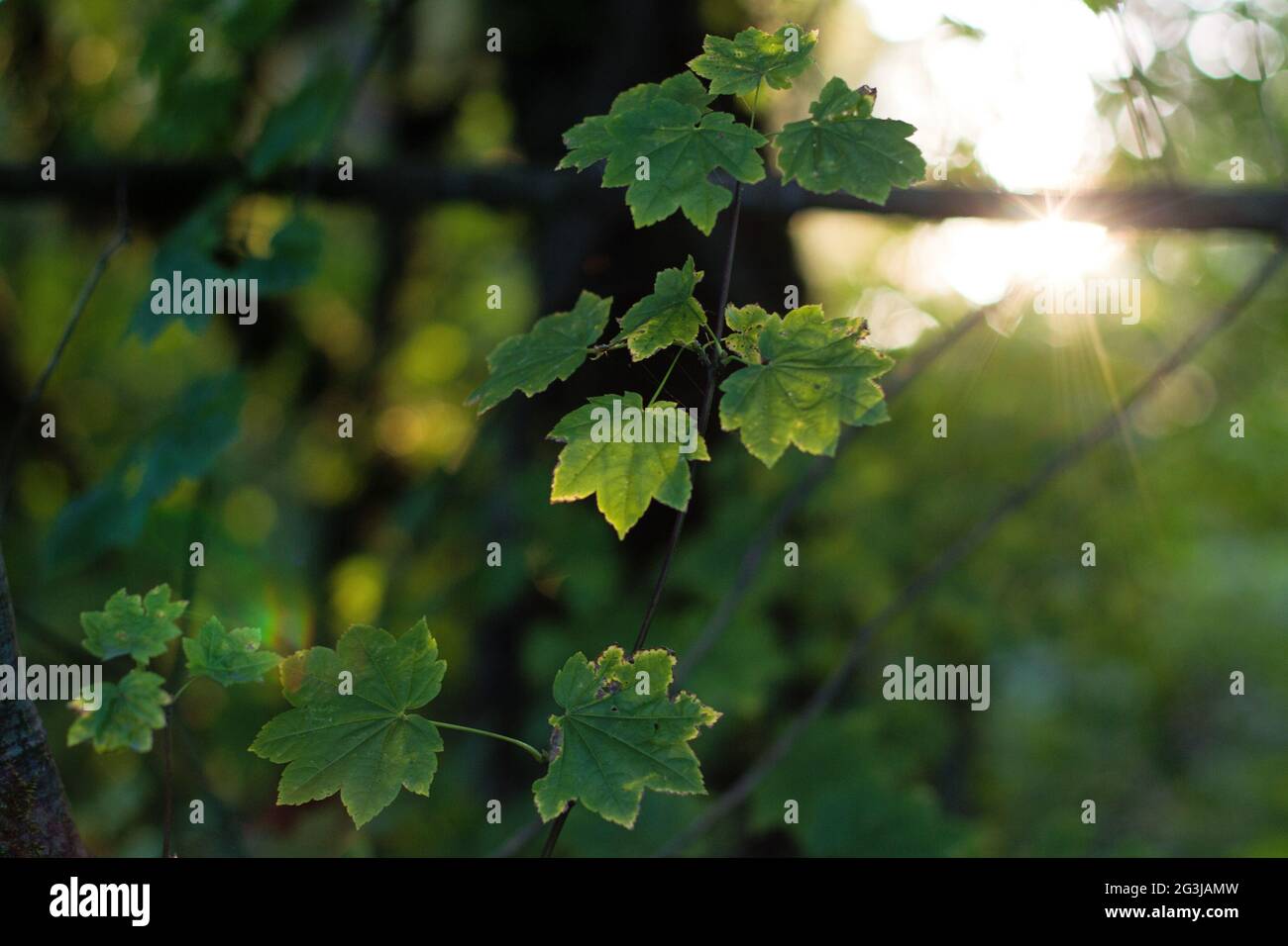 Vine maple leaves beginning to change color in the Fall sun Stock Photo ...