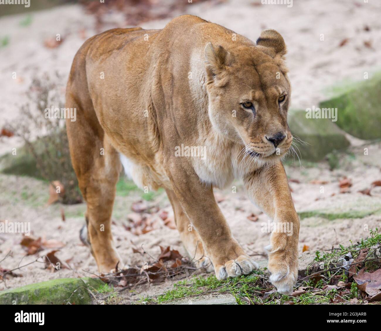Lion on alert Stock Photo - Alamy