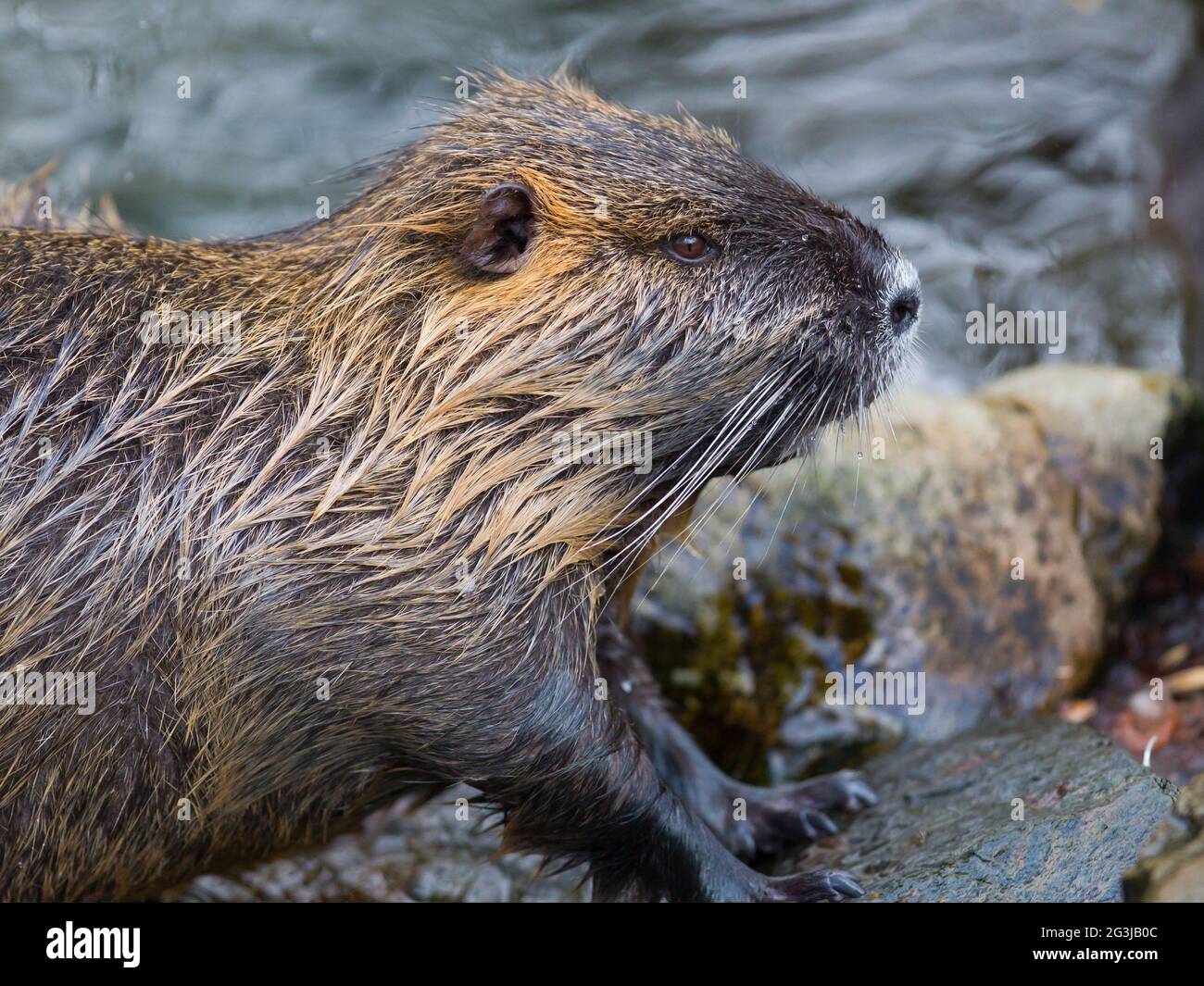 Muskrat hands hi-res stock photography and images - Alamy