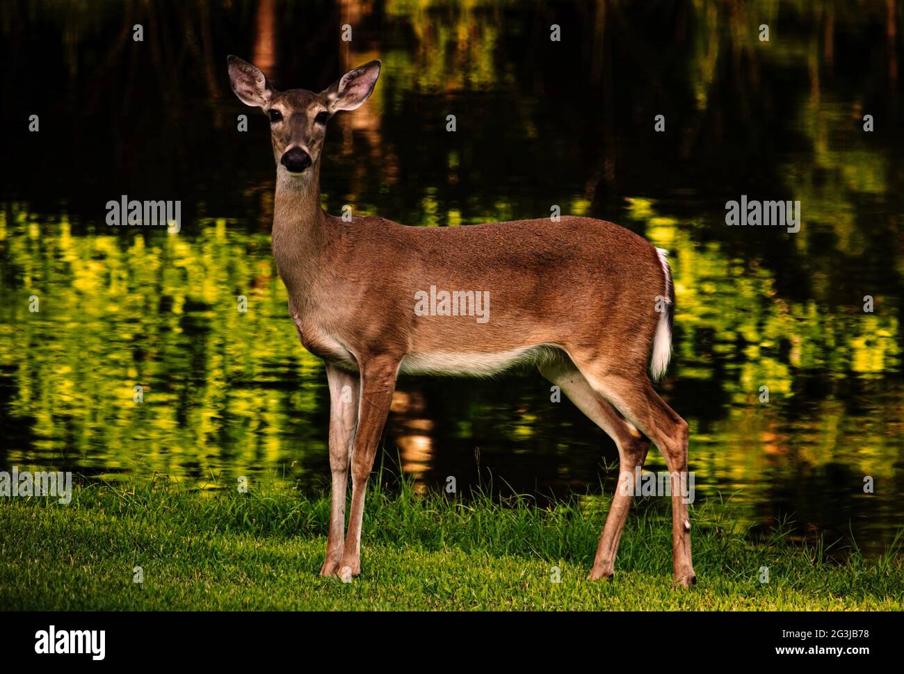 Doe photography hi-res stock photography and images - Alamy