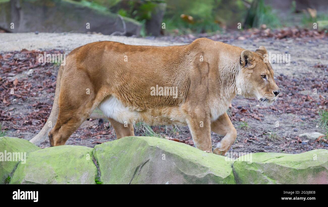 Lion on alert Stock Photo - Alamy