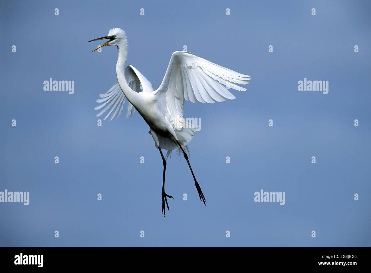Great egret flight Stock Photo - Alamy Great egret flight Stock Photo - Alamy