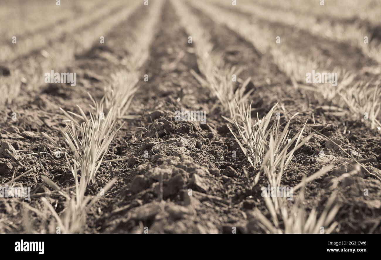 Furrows in the ground hi-res stock photography and images - Alamy