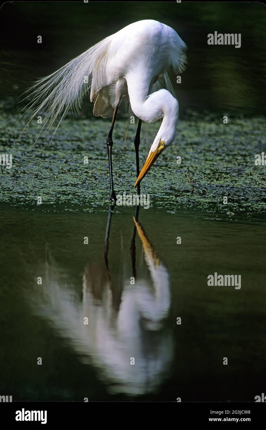 Great egret nd reflection Stock Photo - Alamy