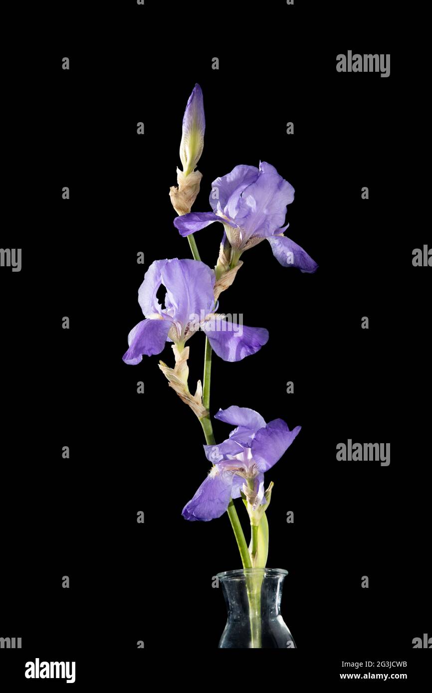 Blue iris flower on a black background. Place for your text. Layout ...