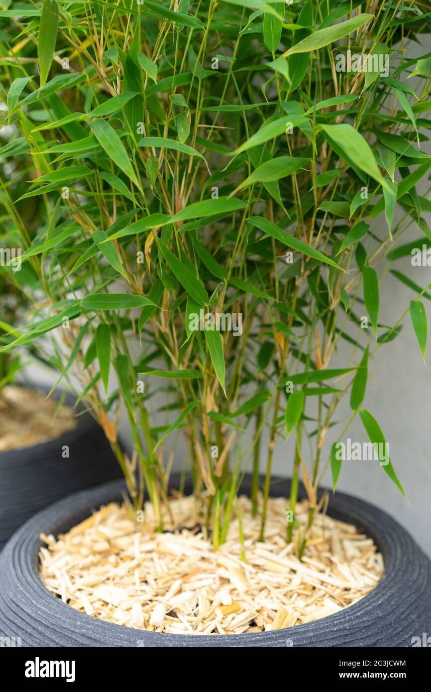 Bamboo palm pot hi-res stock photography and images - Alamy