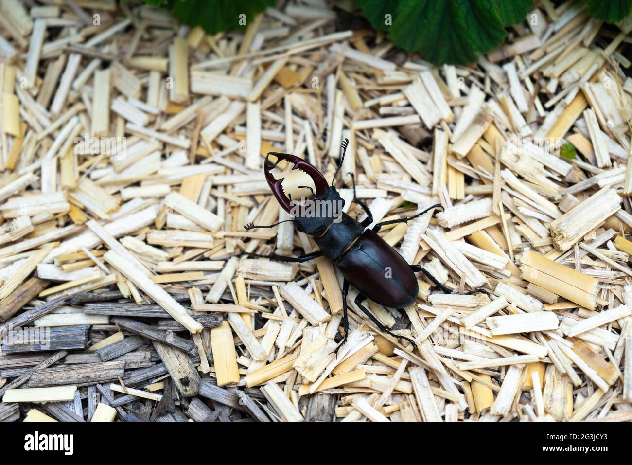 Claws insect animal beetle hi-res stock photography and images - Alamy