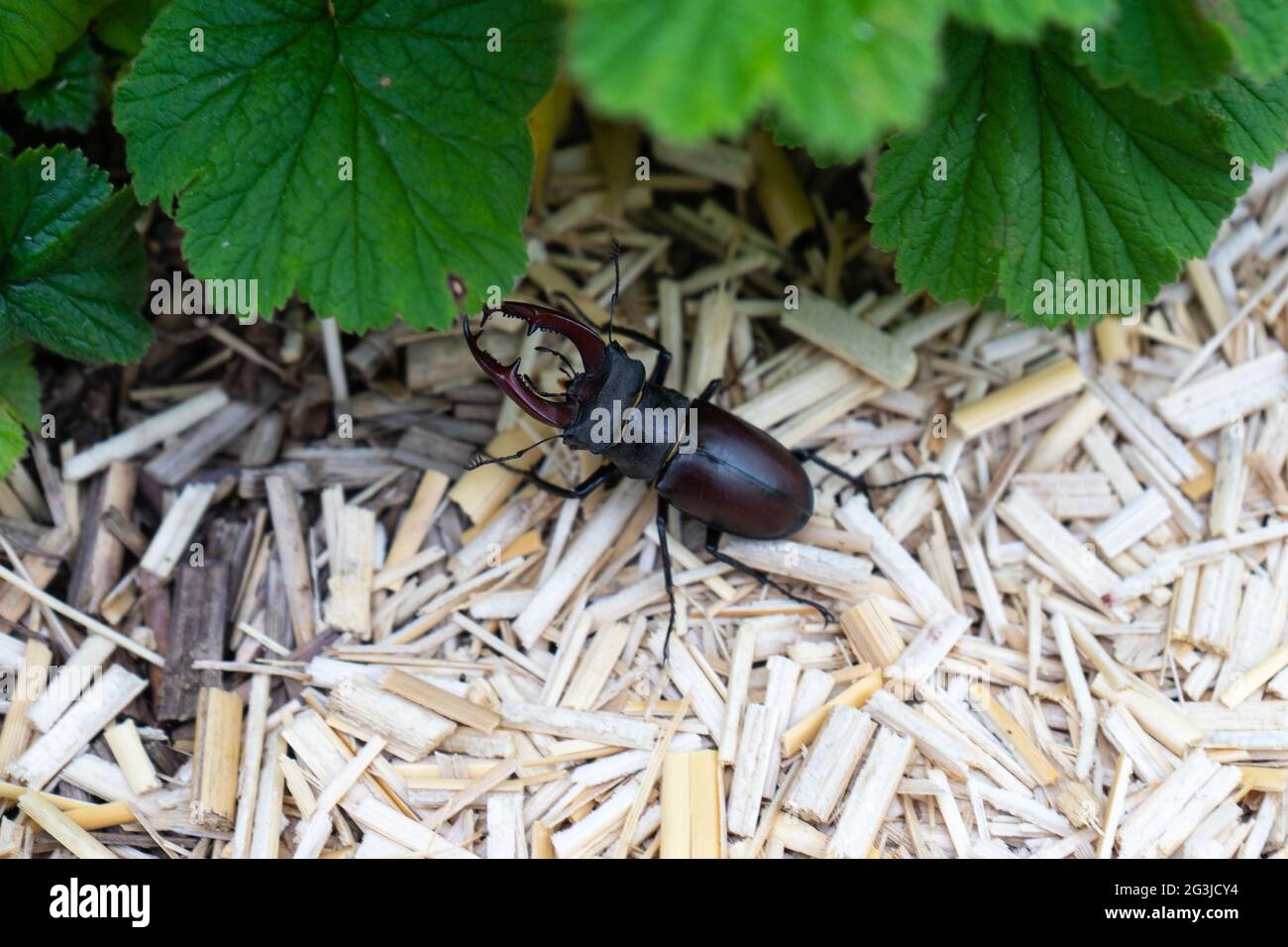 Male kite lucane (Lucanus cervus), beetle with big claws in garden ...