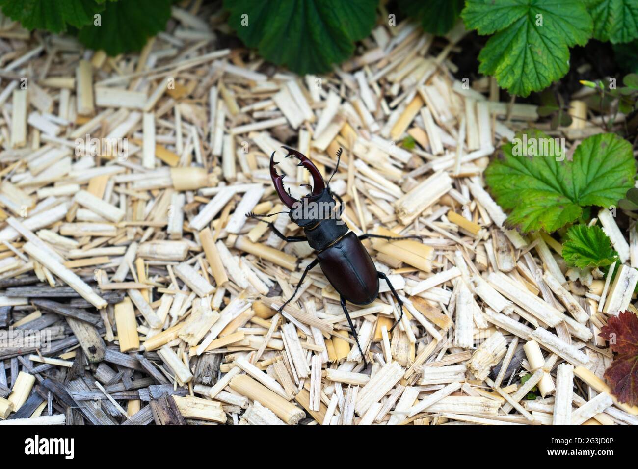 Male kite lucane (Lucanus cervus), beetle with big claws in garden ...