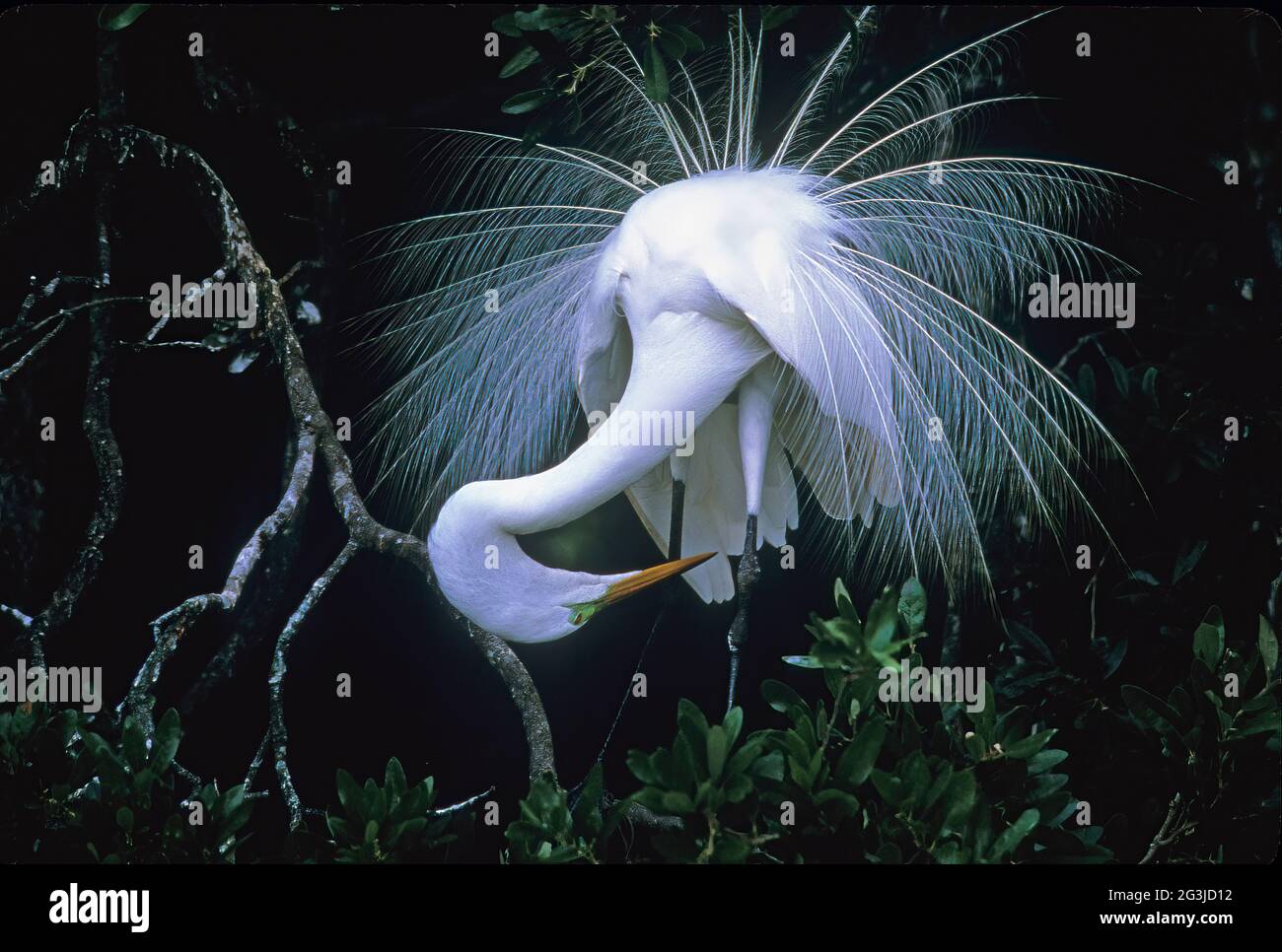 Great egret preening close hi-res stock photography and images - Alamy