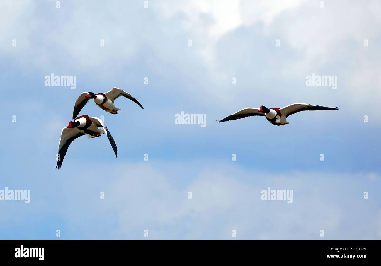 Group shelducks flying in hi-res stock photography and images - Alamy