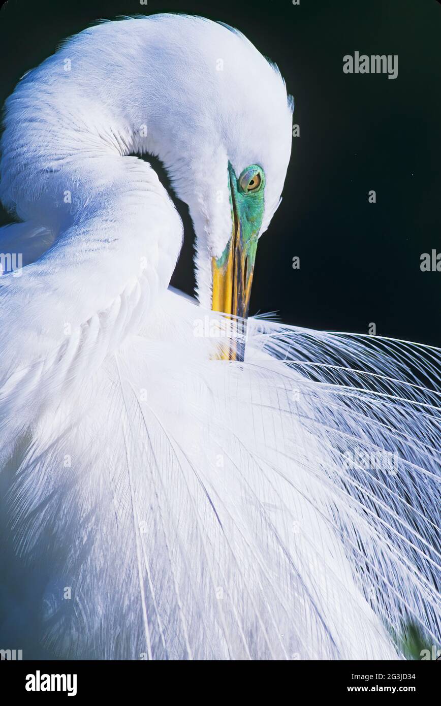 Great egret preening close hi-res stock photography and images - Alamy