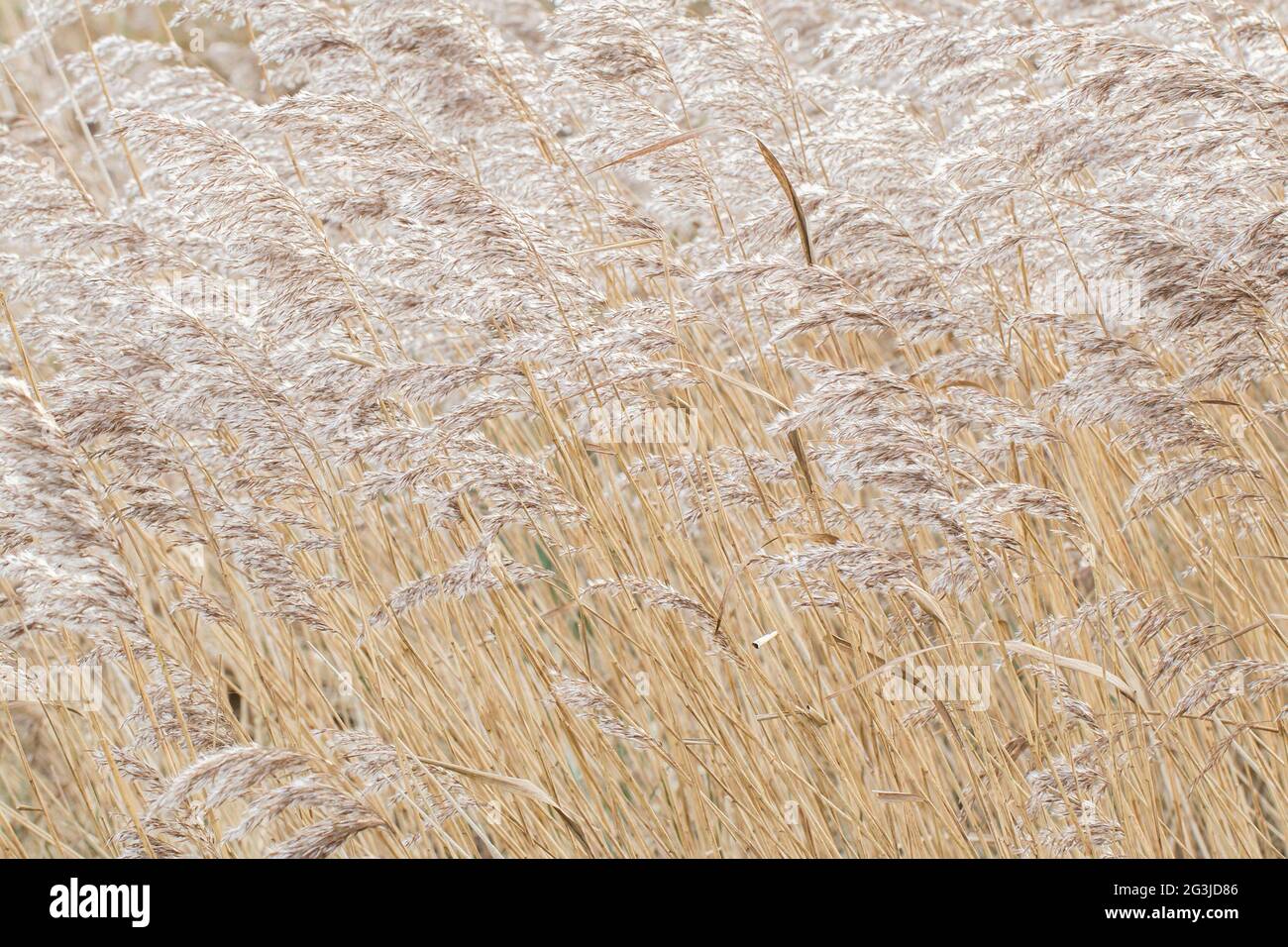 Reed bed sunrise hi-res stock photography and images - Alamy