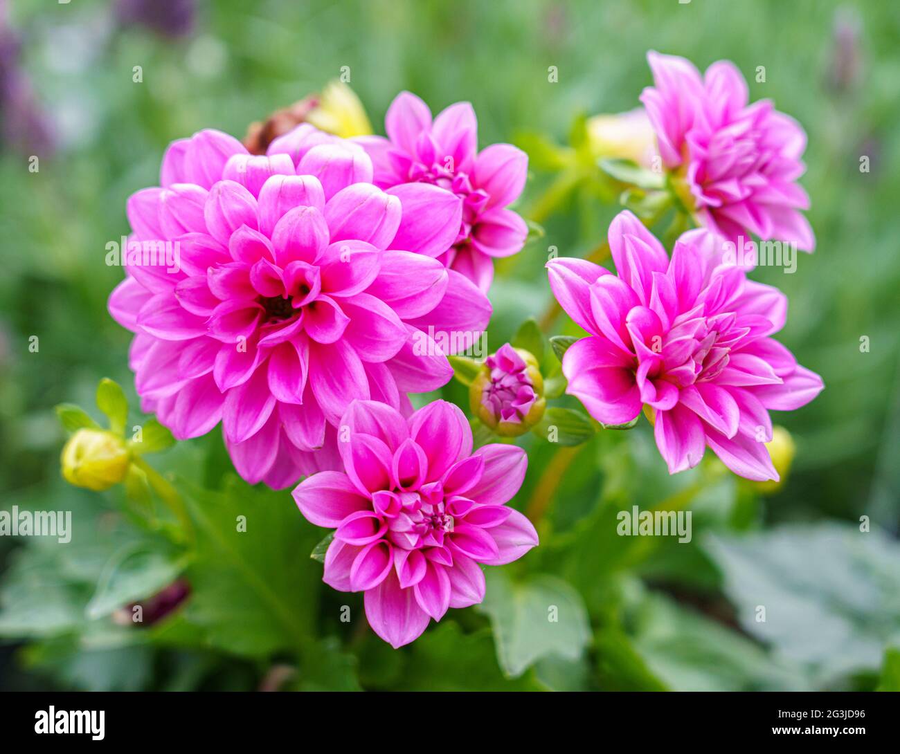 Dahlia pinnata hi-res stock photography and images - Alamy