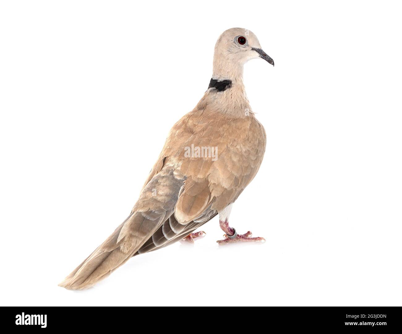African collared dove in front of white background Stock Photo - Alamy