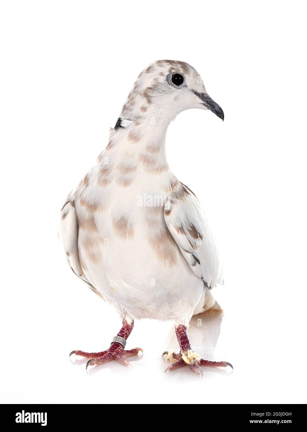 African collared dove in front of white background Stock Photo - Alamy