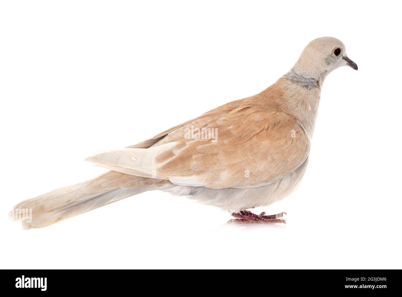 African collared dove in front of white background Stock Photo - Alamy