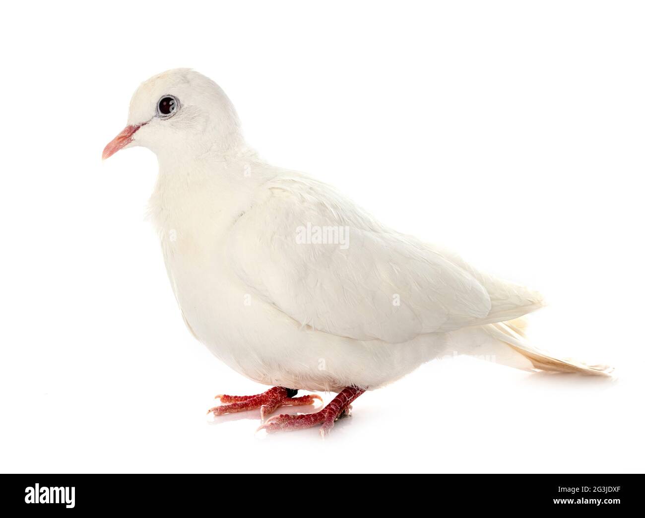 African collared dove in front of white background Stock Photo - Alamy