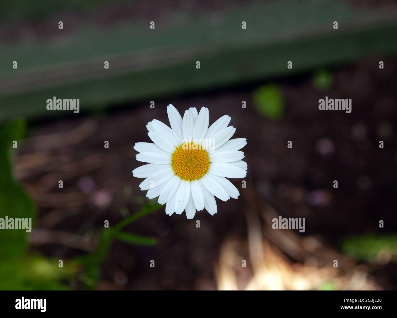 Leucanthemum vulgare. Single ox-eye daisy flower against a dark ...
