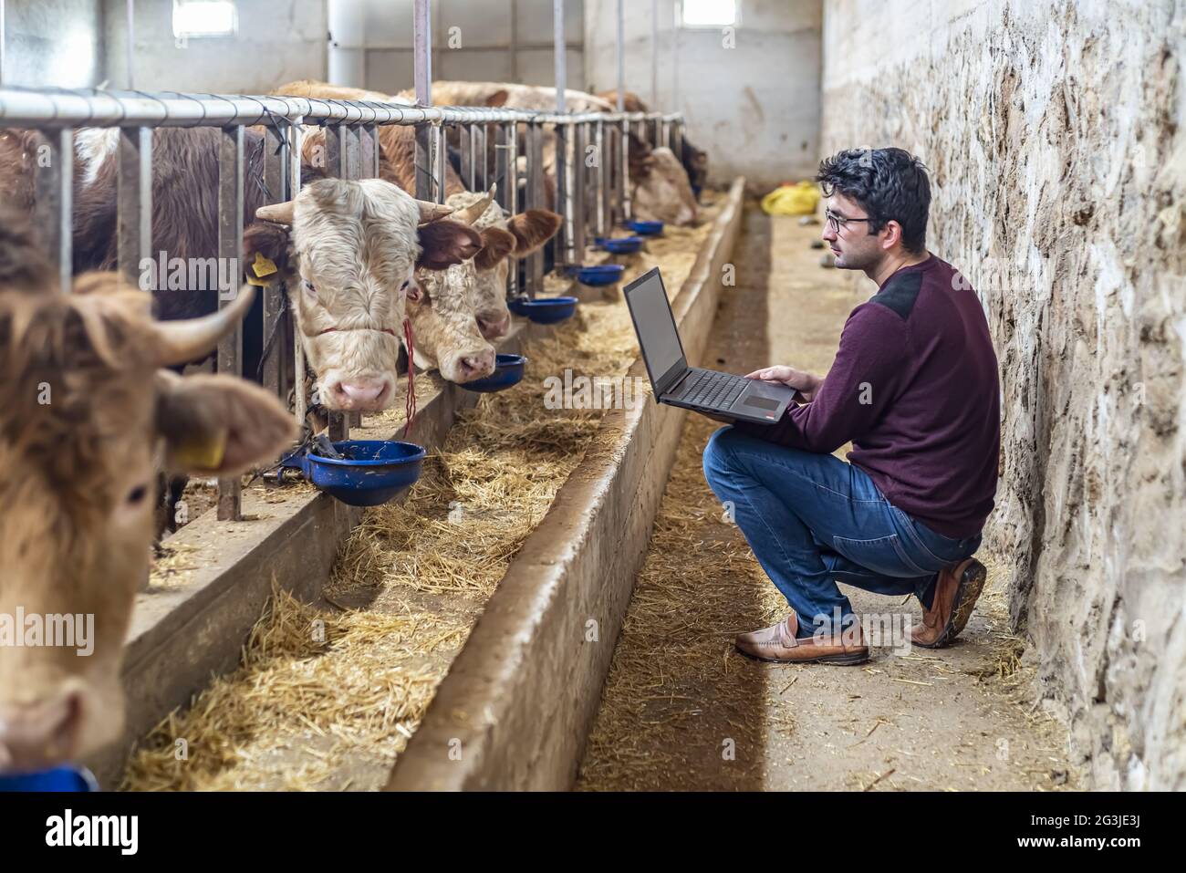 Cattle network hi-res stock photography and images - Alamy