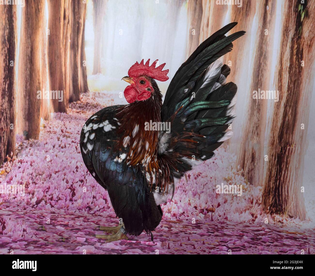 Serama rooster hi-res stock photography and images - Alamy