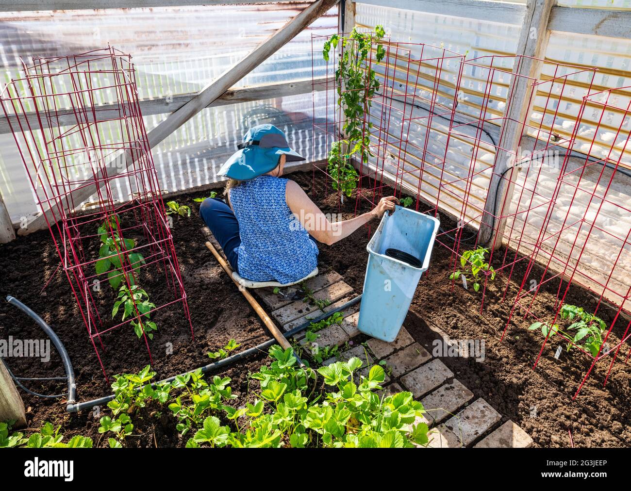 Senior woman preparing vegetable garden for spring planting Stock Photo ...