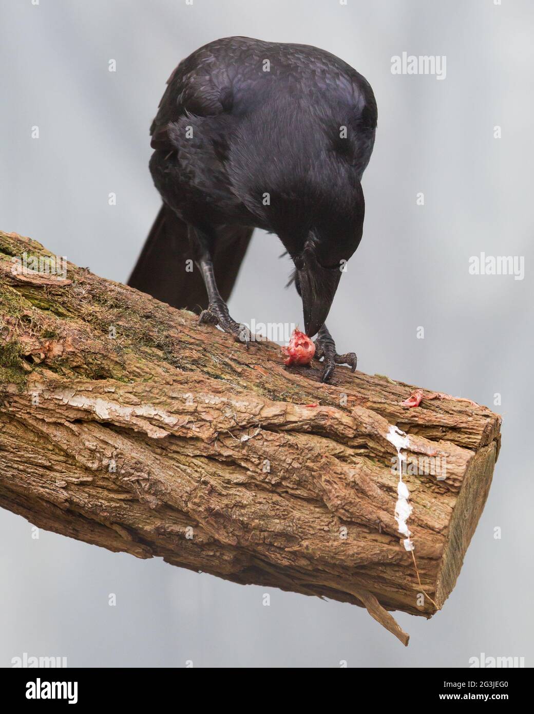 Black crow eating Stock Photo - Alamy