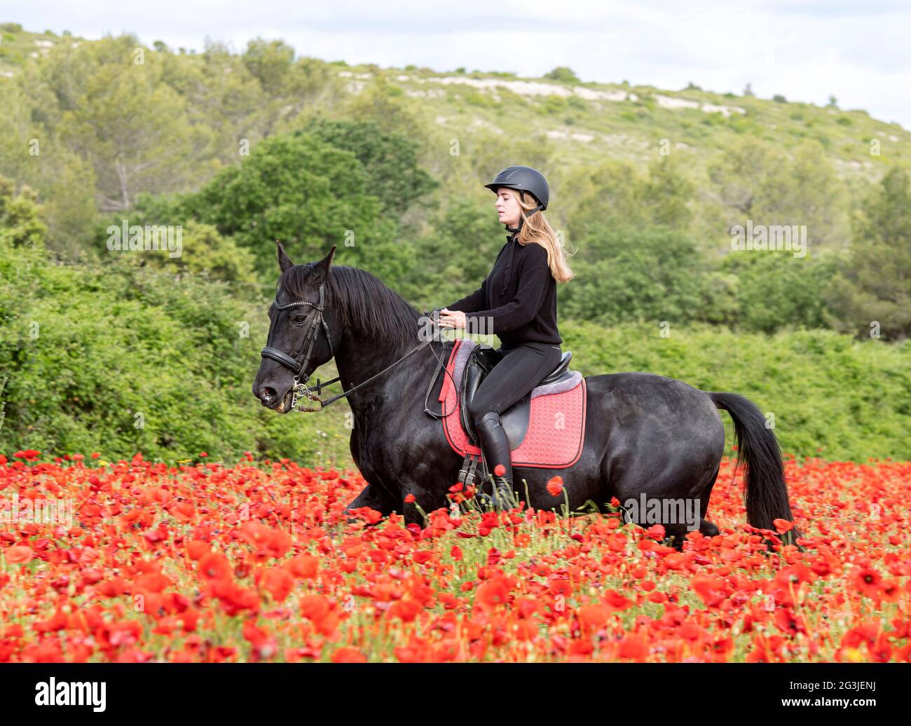 riding girl are training her black horse Stock Photo - Alamy