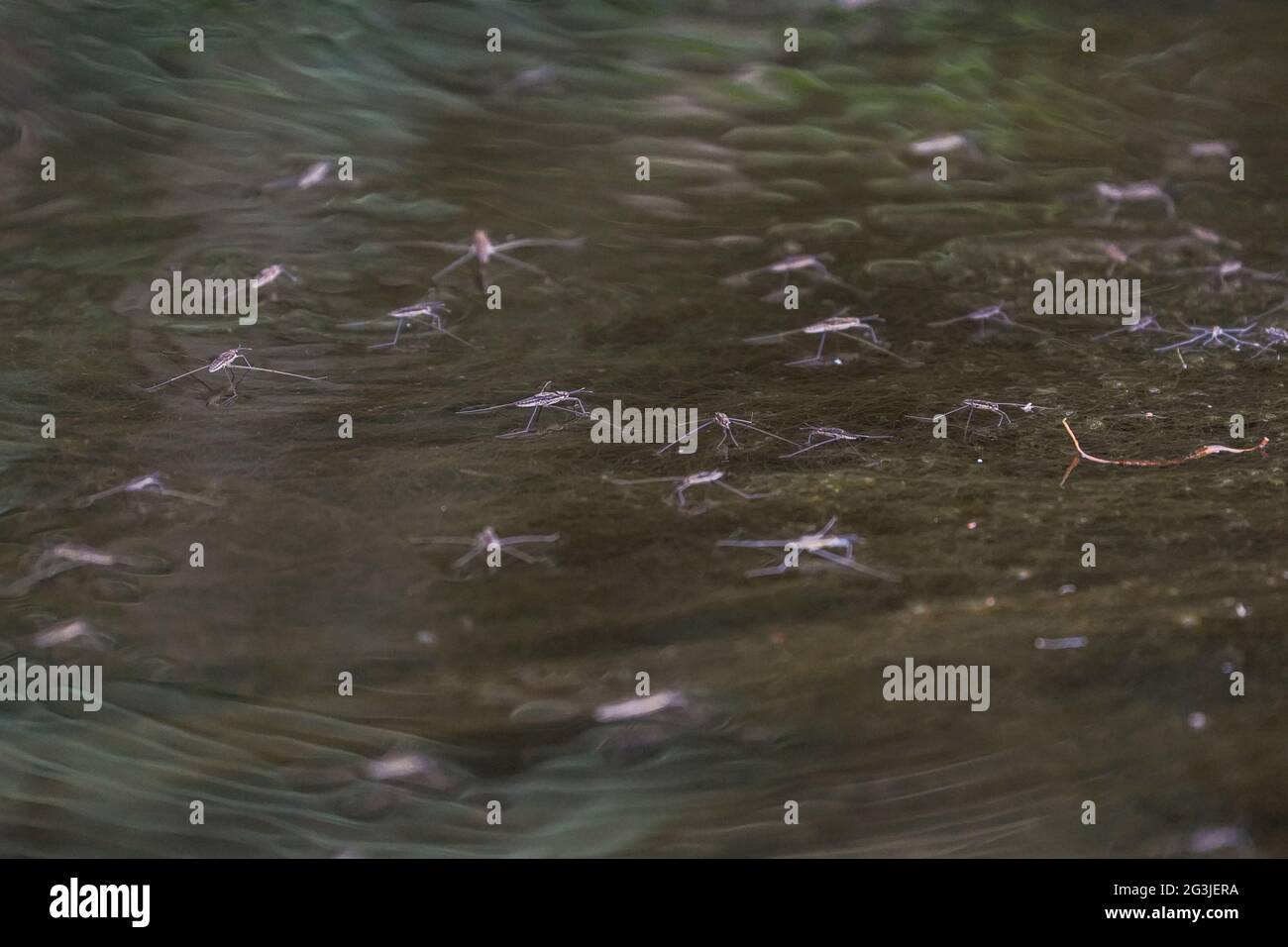 Common pond skater, common water striders, Gerris lacustris, on a slow ...