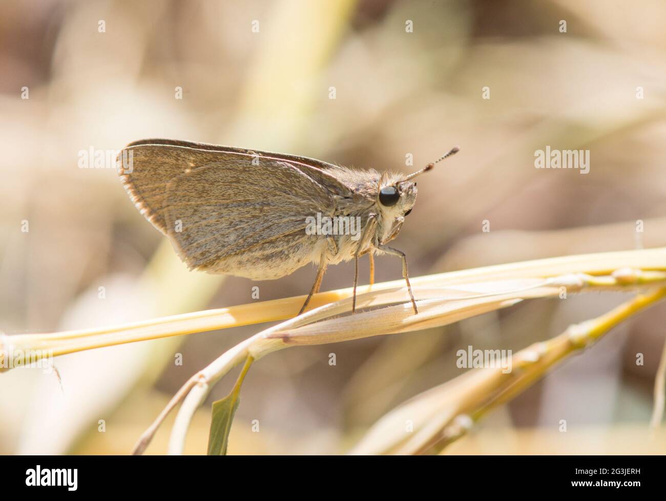 Light pygmy skipper butterfly hi-res stock photography and images - Alamy