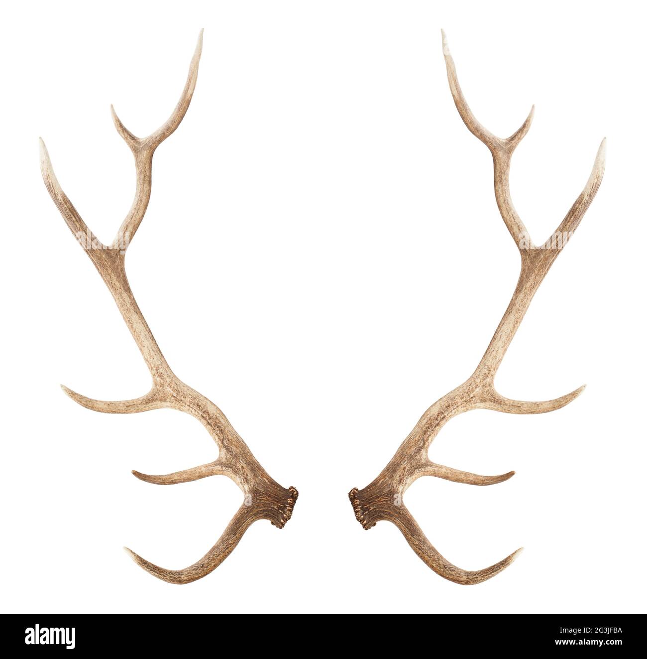 Large antler isolated on white background Stock Photo - Alamy