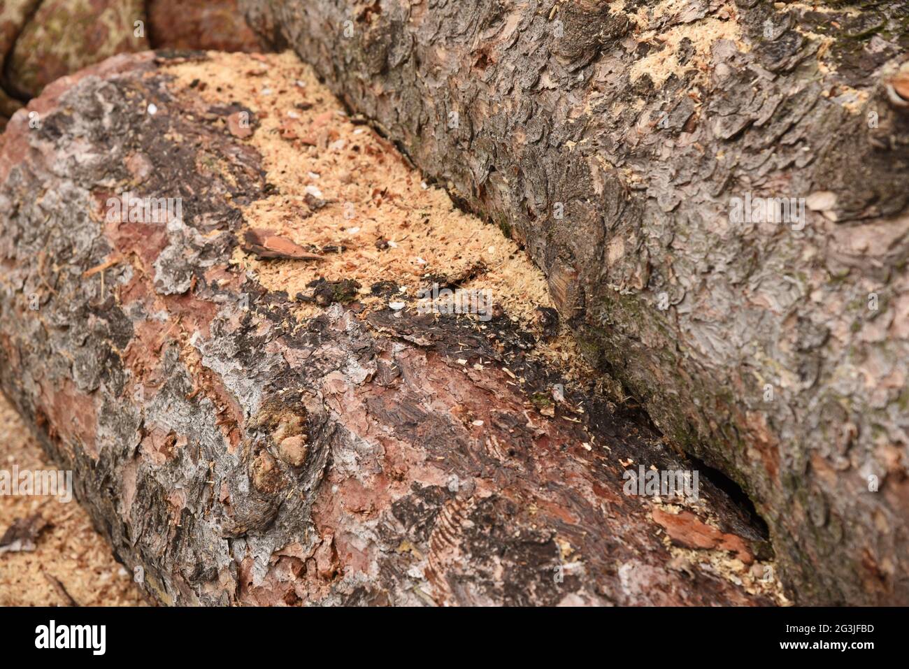 Fellings, pillars of felled trees Stock Photo - Alamy