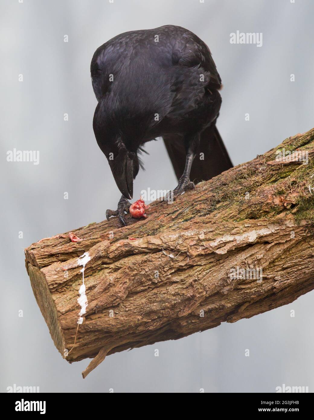 Black crow eating Stock Photo - Alamy
