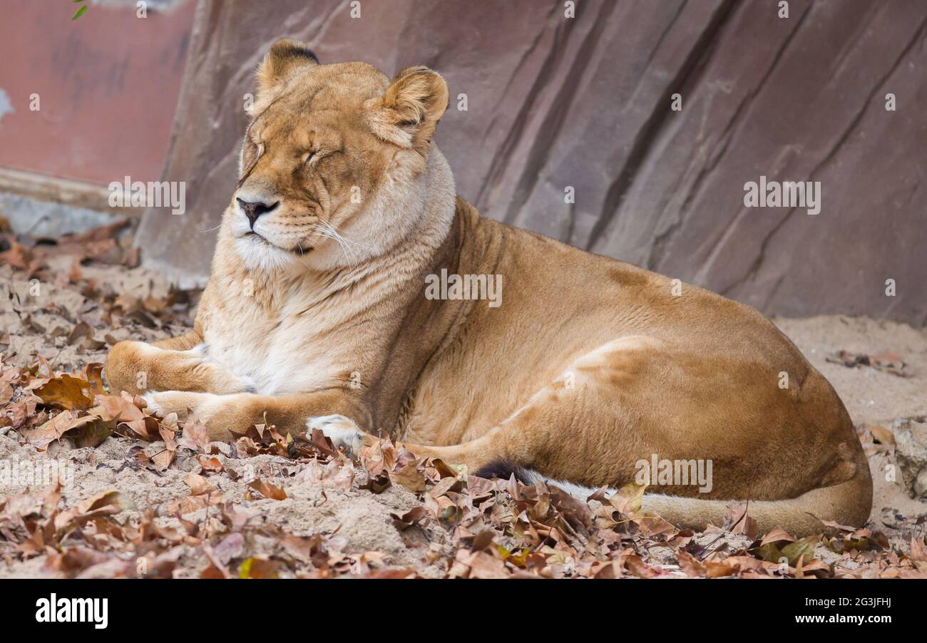 Lion on alert Stock Photo - Alamy