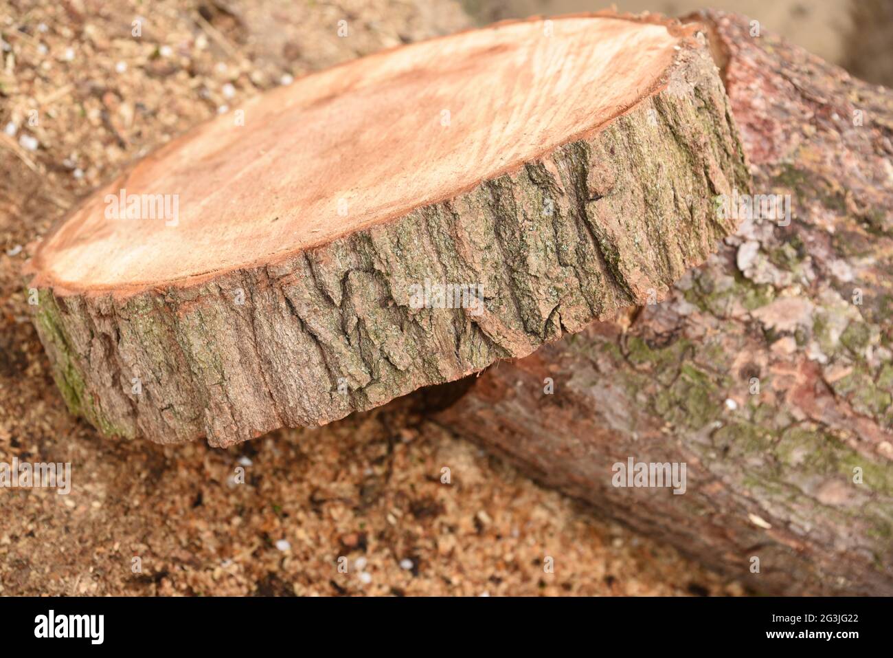 Fellings, pillars of felled trees Stock Photo - Alamy