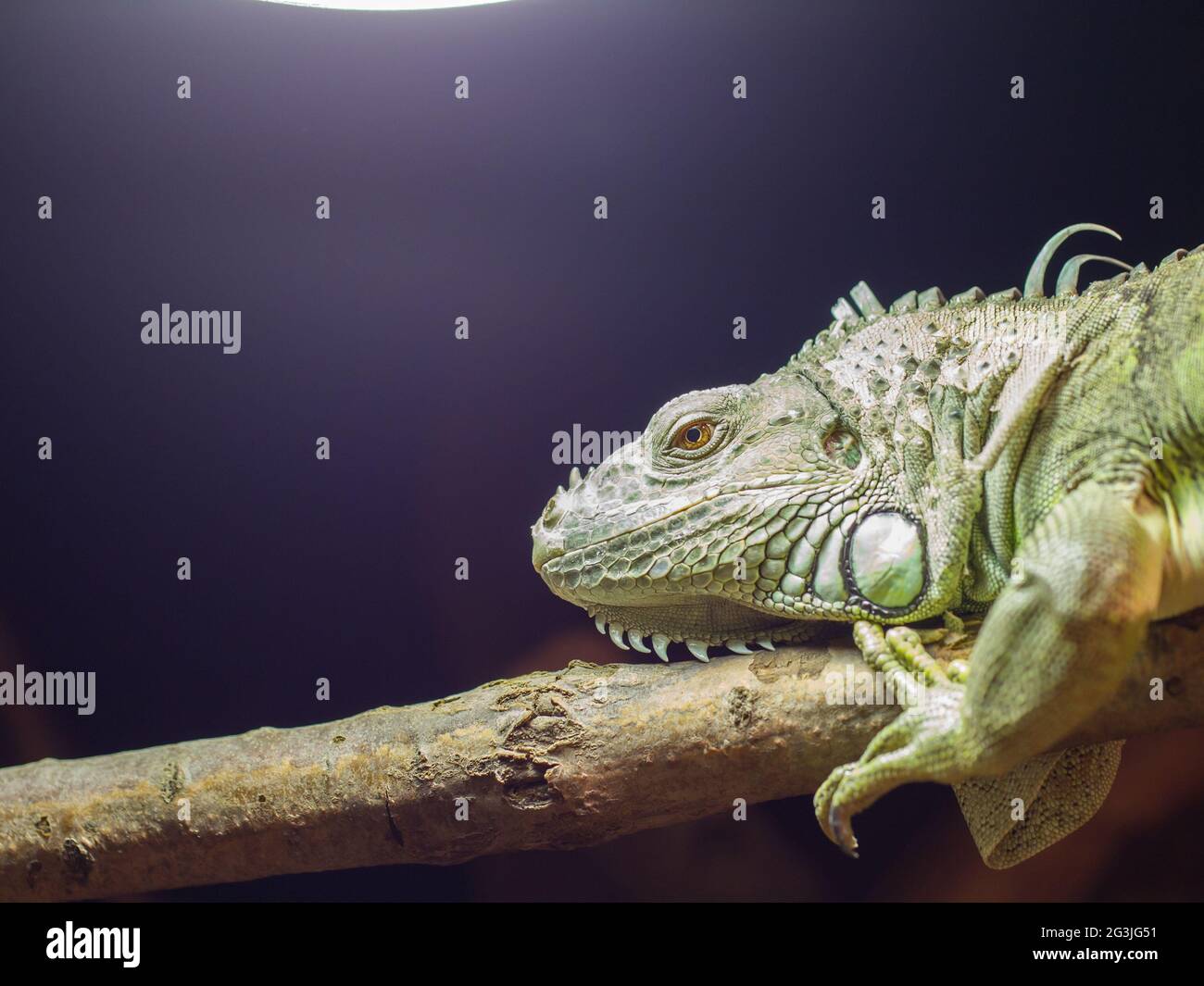 Parietal ''eye' iguana hi-res stock photography and images - Alamy