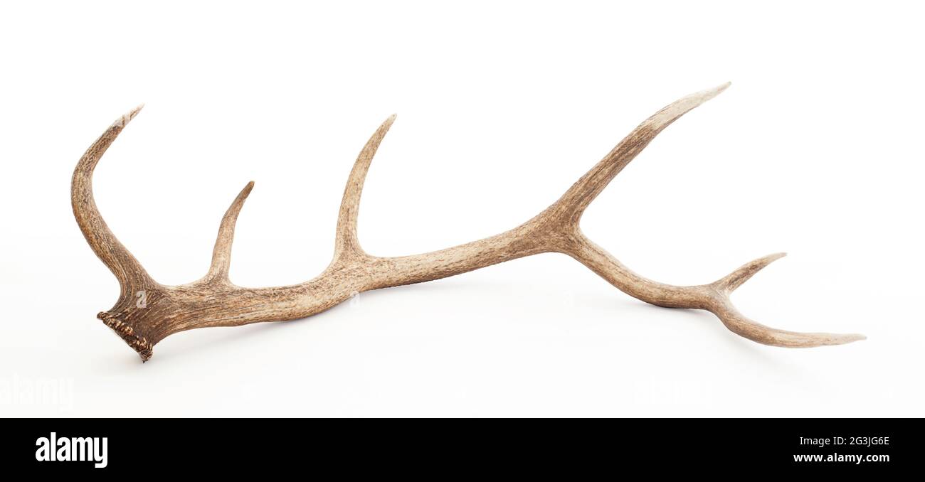 Large antler isolated on white background Stock Photo - Alamy